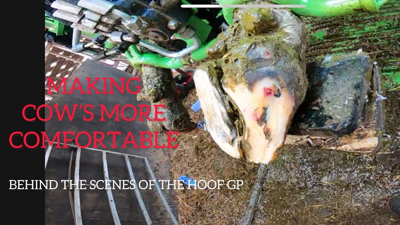 RELIEF FOR A COW WITH WHITE LINE DEFECT - YouTube