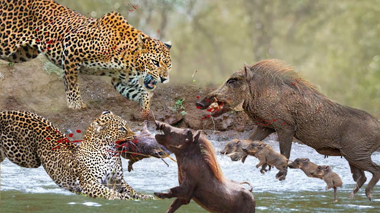 Leopard Kills Warthog, Leopard Steals Baby Warthog And The Unexpected ...