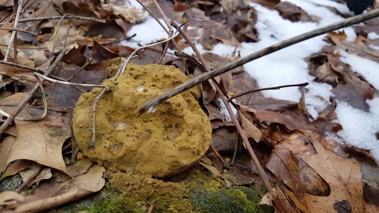 Rotten Puffball Fungus - YouTube