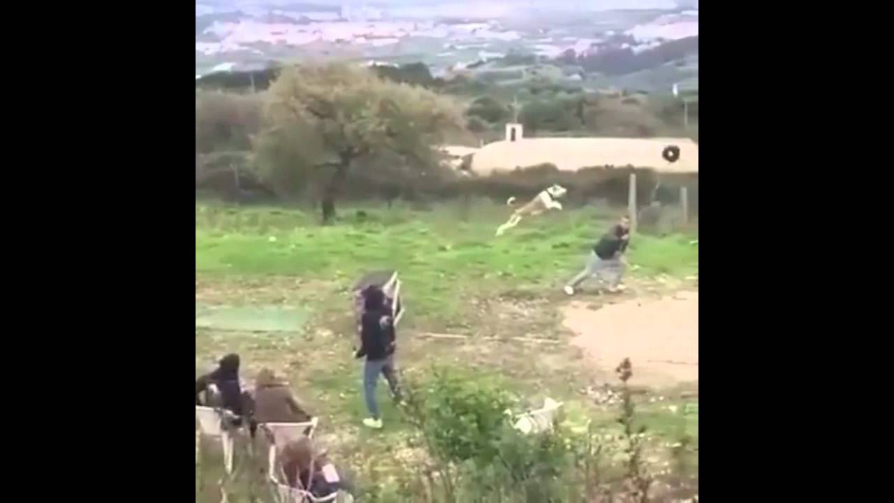 dog largest jump | World Largest Dog Jump Ever - YouTube