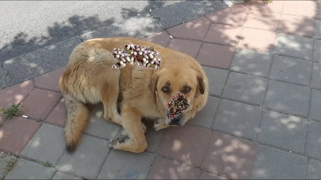 Removing Monster Mango worms From Helpless Dog! Animal Rescue Video ...