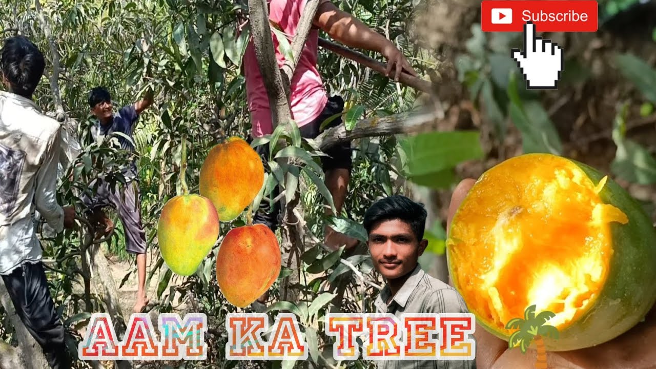 aam ka pura bagicha🥭 enjoy day #gujarat #karanvlog #vilogsvideo - YouTube