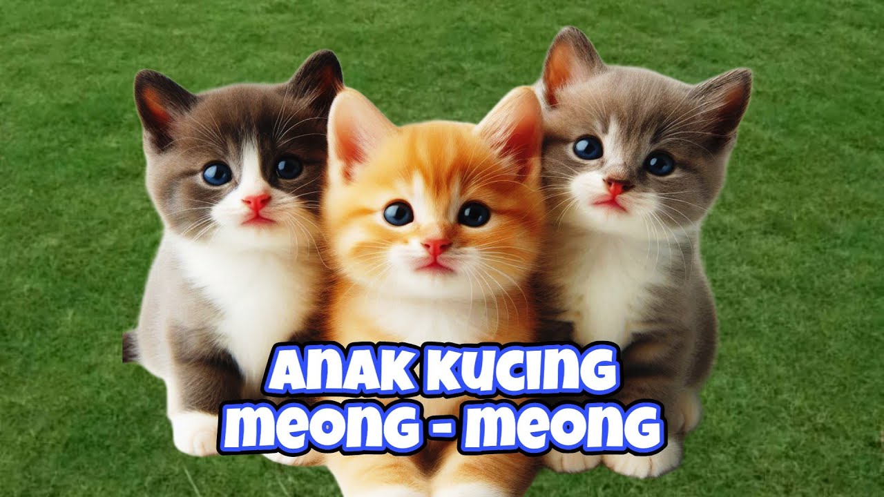 ANAK KUCING MEONG MEONG - kucing anggora - KUCING PERSIA LUCU - LAGU ...