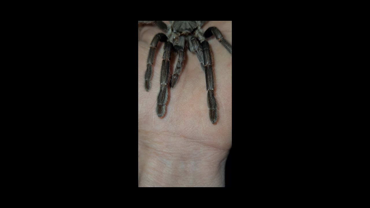 Australian tarantula Phlogius Sarina Handling!! just Joking it's a ...