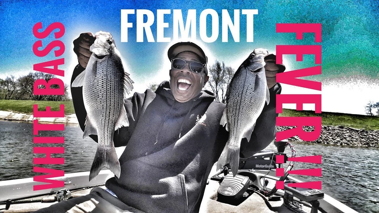 White Bass Fever !! - YouTube