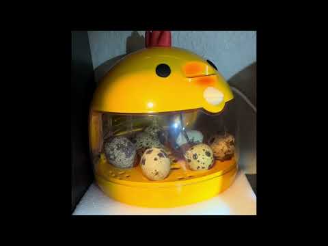 Hatching shipped eggs for the first time!! (In a Temu incubator) - YouTube