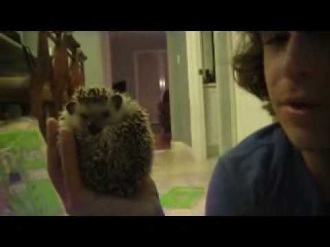 The REAL shadow the hedgehog!!!!!!!!!Part-1 - YouTube