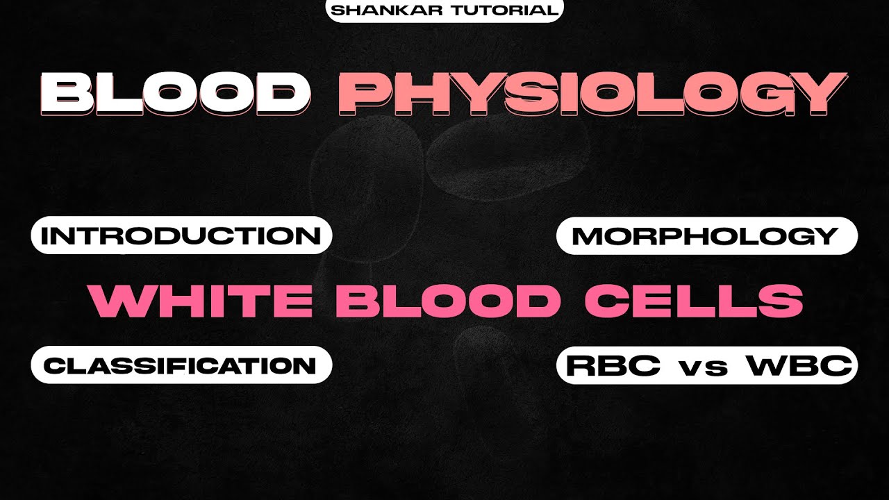 Part:1 Wbc introduction||Classification||Morphology||How rbc is ...