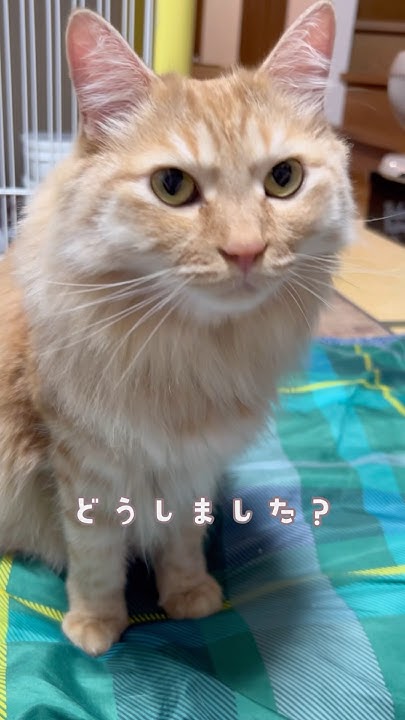 【ネコと会話】ブンブンの気分です！！！ #short #ねこと会話 #しゃべる猫 #ねこ #保護ネコ #cat #talkingcat ...