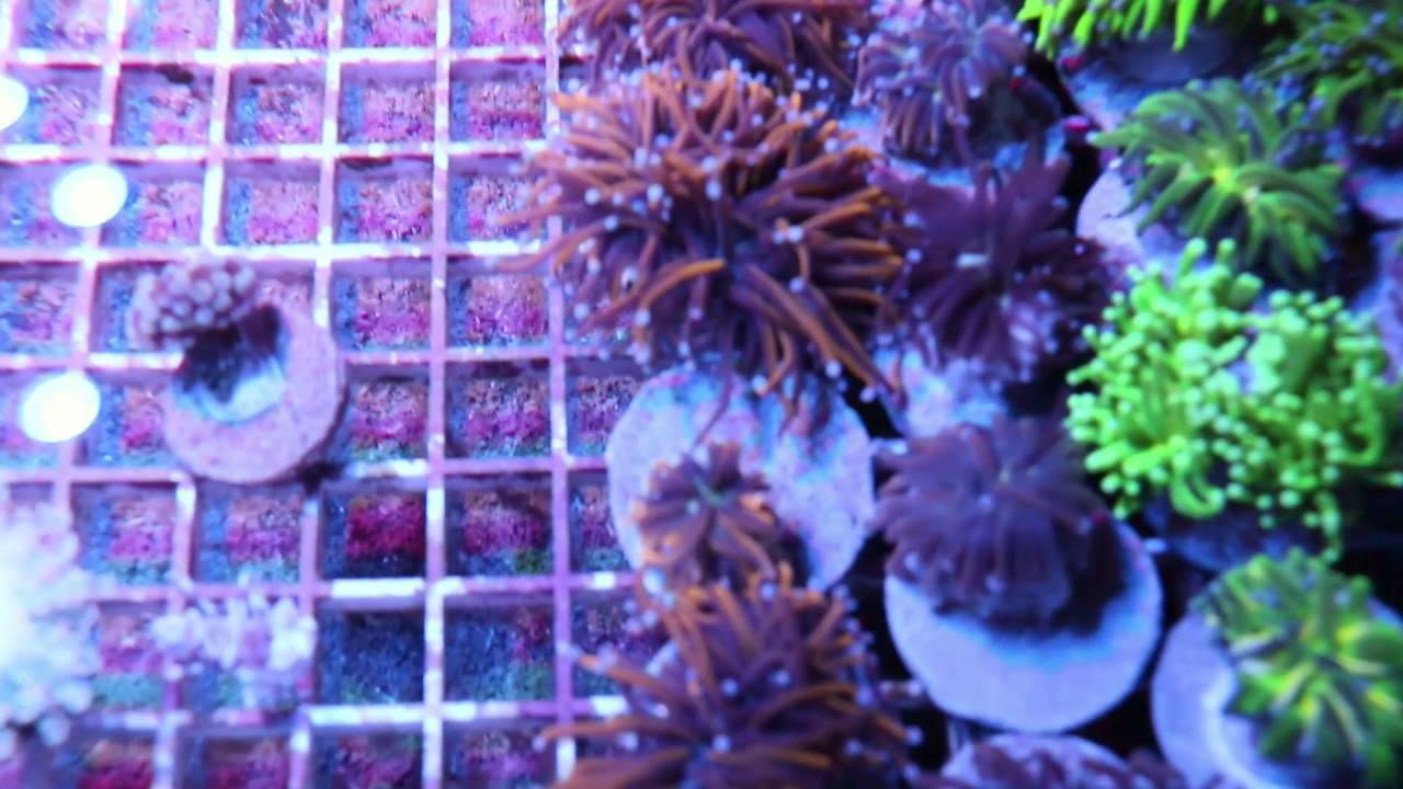 Live Coral Frags at SaltCritters.com - YouTube