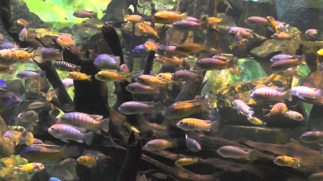 Artenvielfalt der Barsche im Malawisee - YouTube