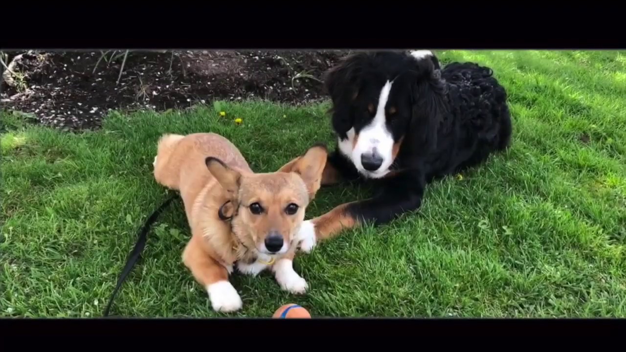 Naela, 6 month old Pembroke Welsh Corgi Before/After Video - YouTube