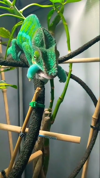 #shorts girgiti new video 💚 - YouTube