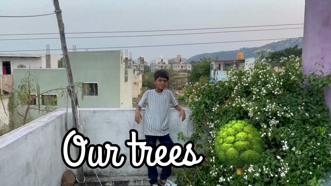 Our Trees 🌳 in Rajiv nagar - YouTube