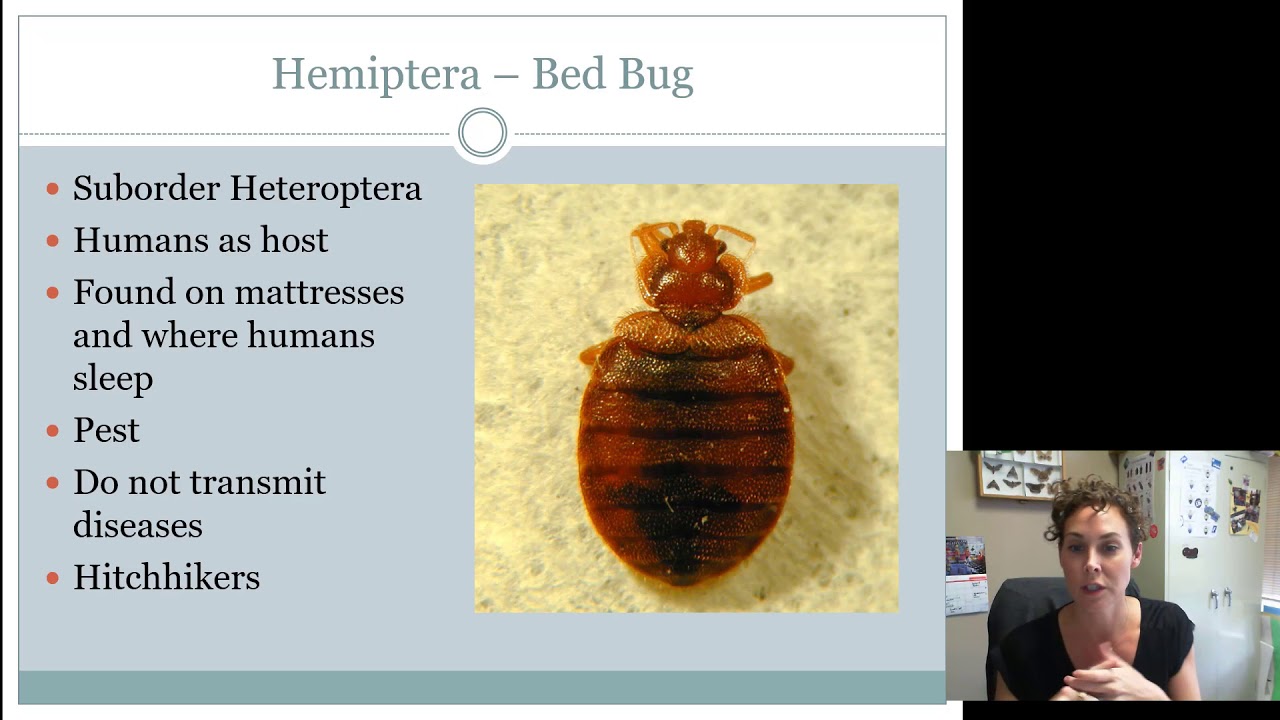 Hemiptera Heteroptera Juniors, Intermediates AND Seniors - YouTube