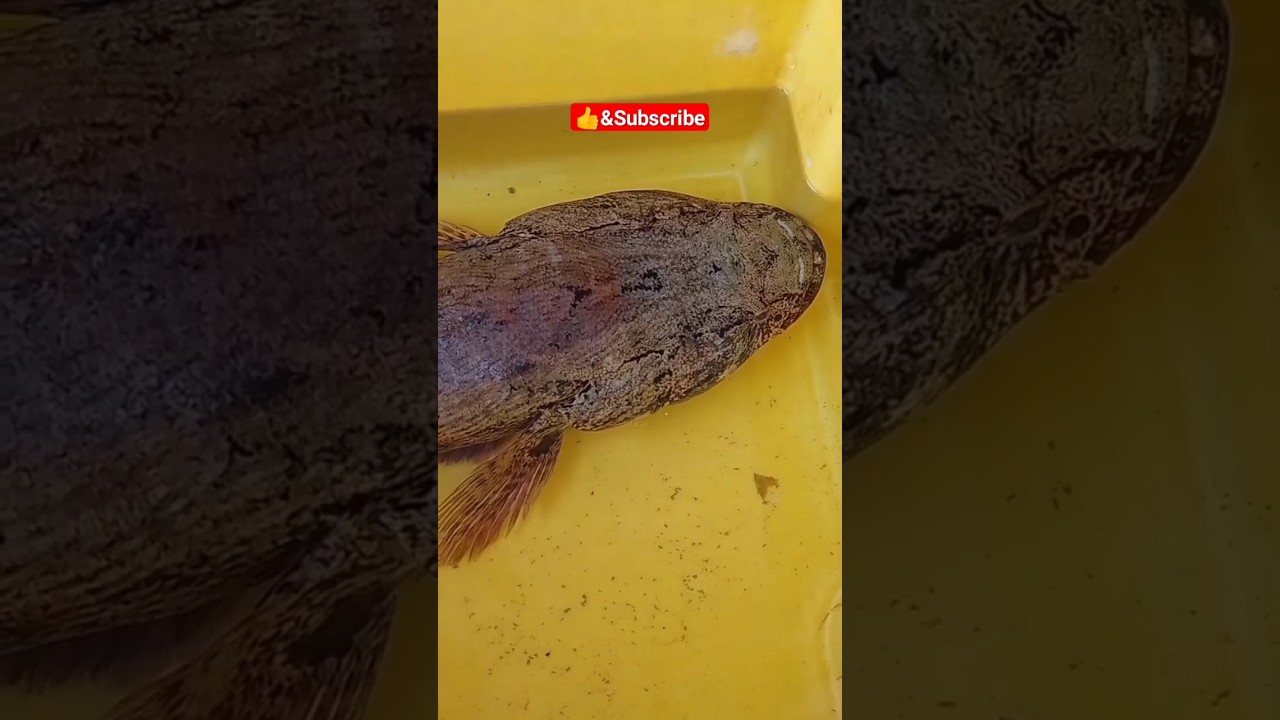 Ikan Ketutu BESAR😮/Marble Goby #ikanbesar - YouTube