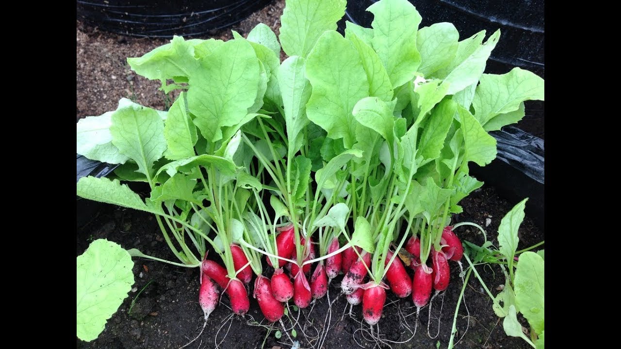 ВЫРАЩИВАНИЕ ОСЕННЕГО РЕДИСА В МЕШКАХ. Октябрь 2017. THE CULTIVATION OF ...