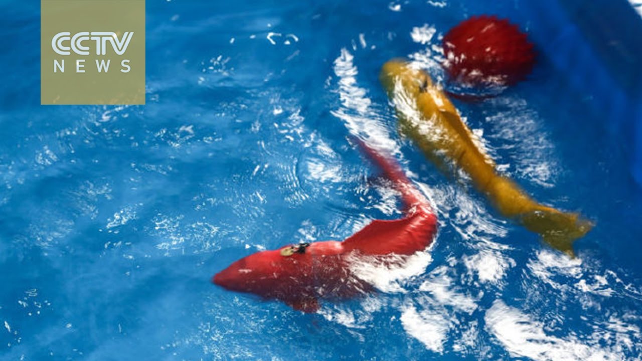 Battle underwater: Robotic fish take part in sports games at 2016 World ...