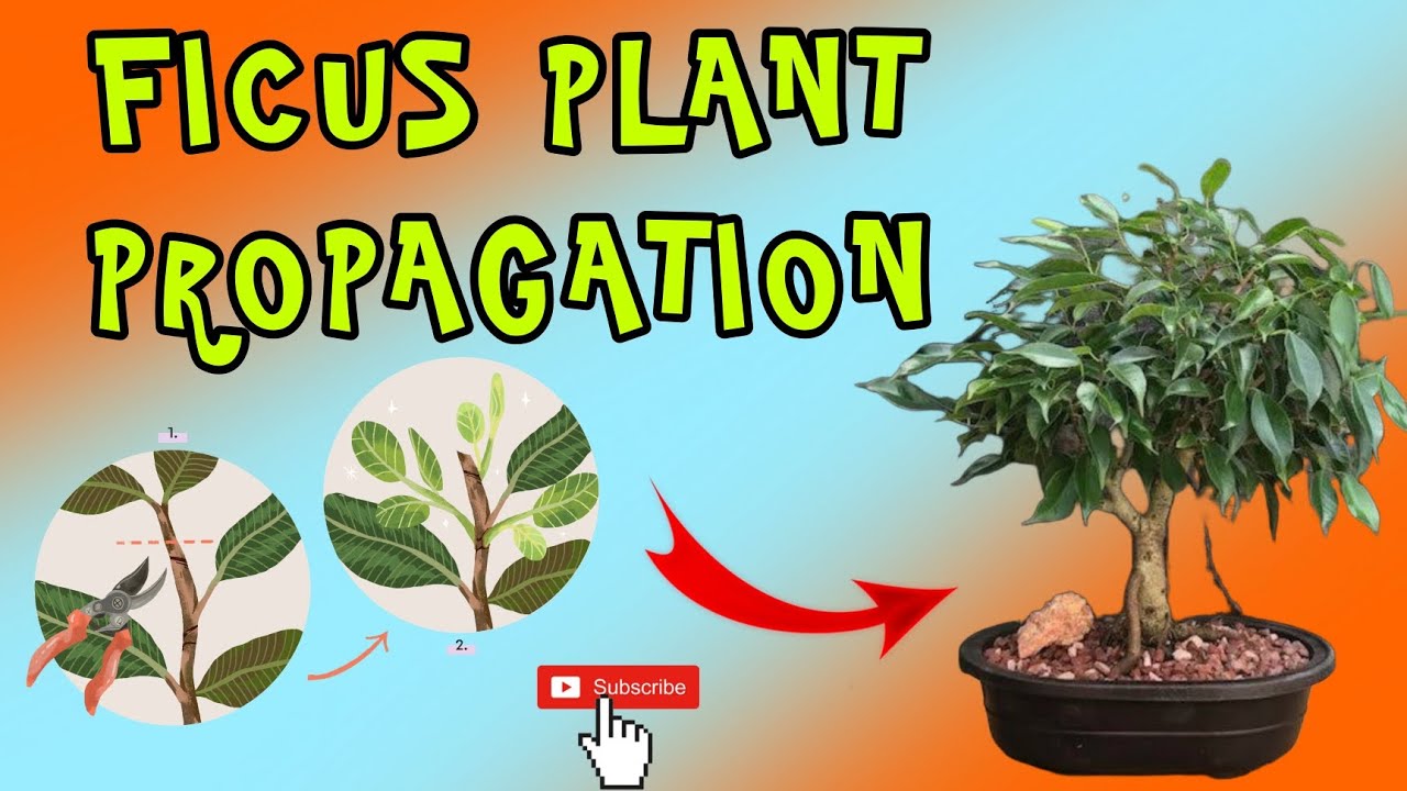 Ficus plant propagation from branch cuttings | Ficus bonsai from branch ...