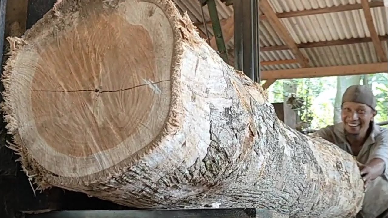 Menggergaji kayu jati muda pembuatan bahan furniture minimalis modern ...