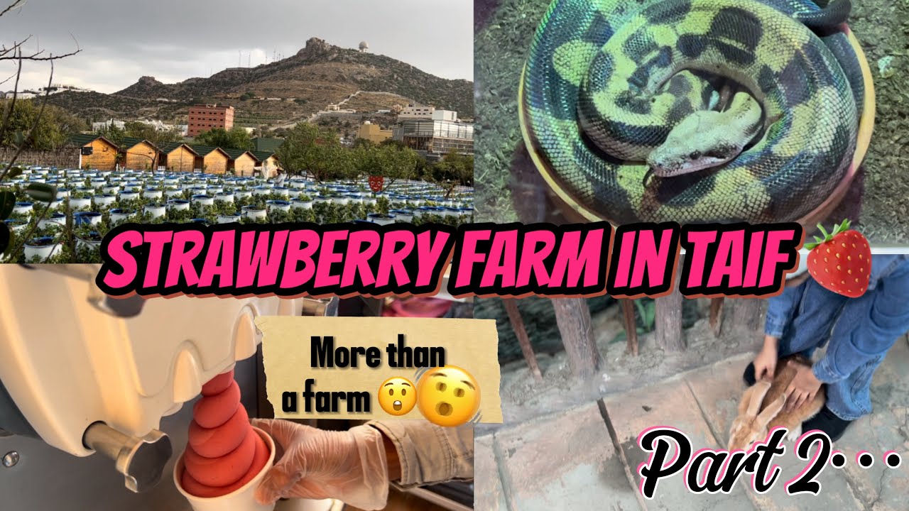Strawberry farm In taif | reptiles and baby zoo| 😲🐾| part 2| Vlog 6 ...
