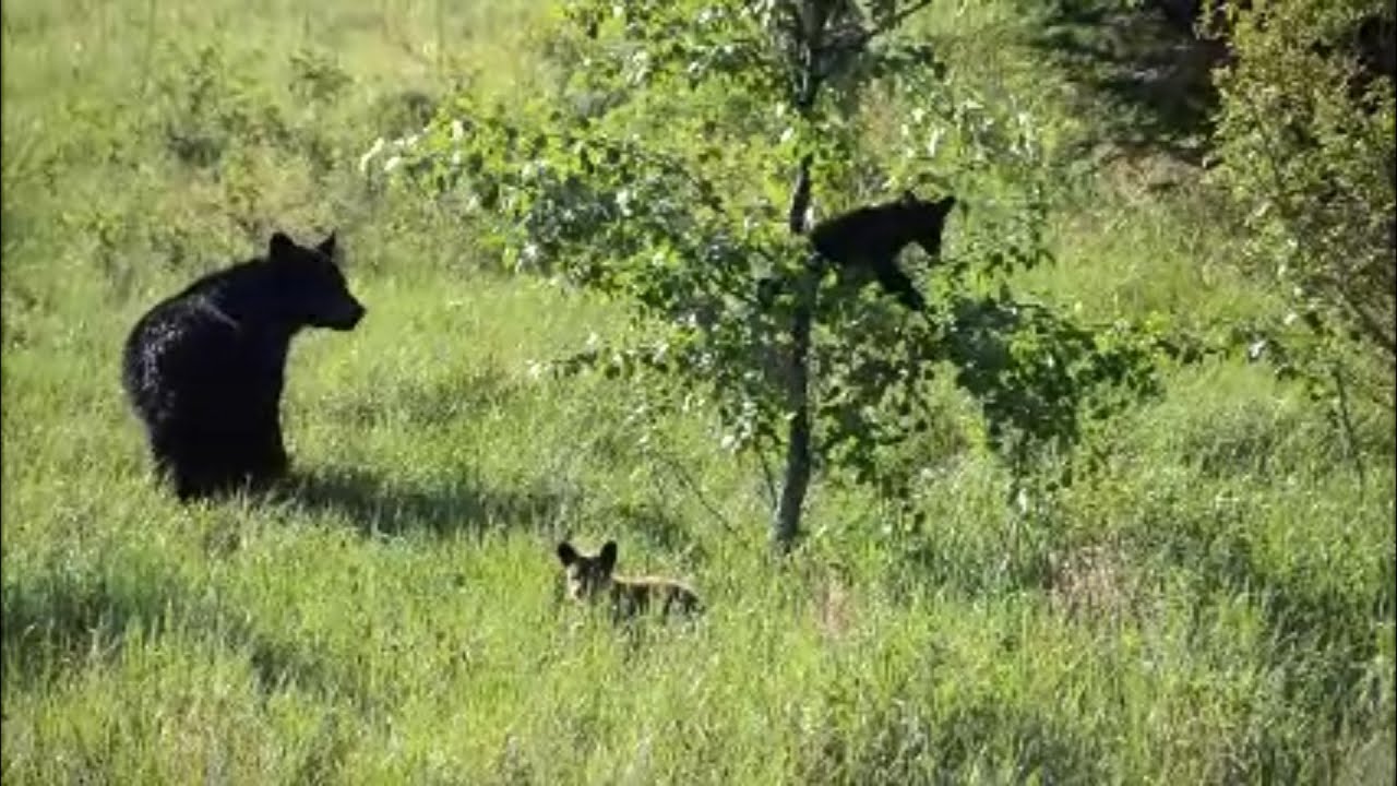 Bear Cubs Playing in Tree - YouTube