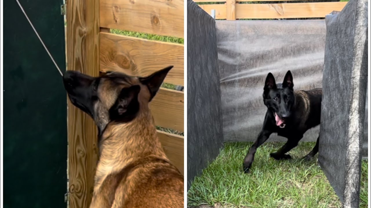 Mini Dog Obstacle Course #dog #smartdog #dogchallenge - YouTube