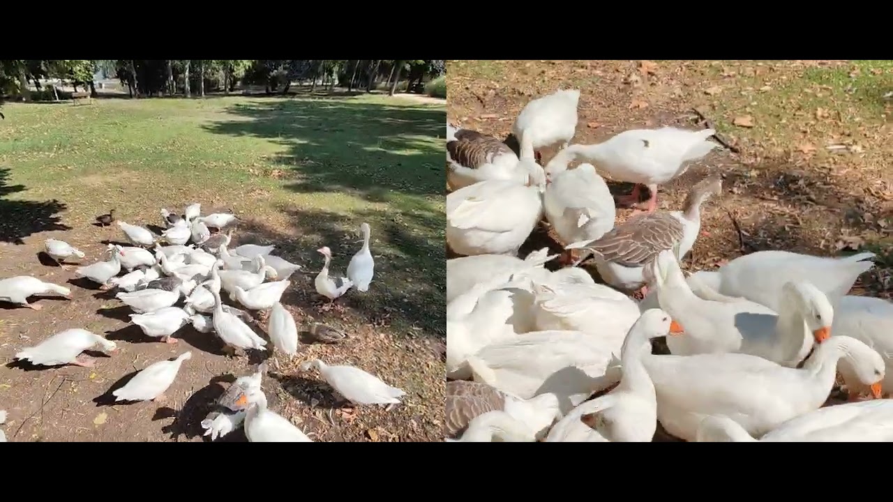 #working #ducks working duck - YouTube
