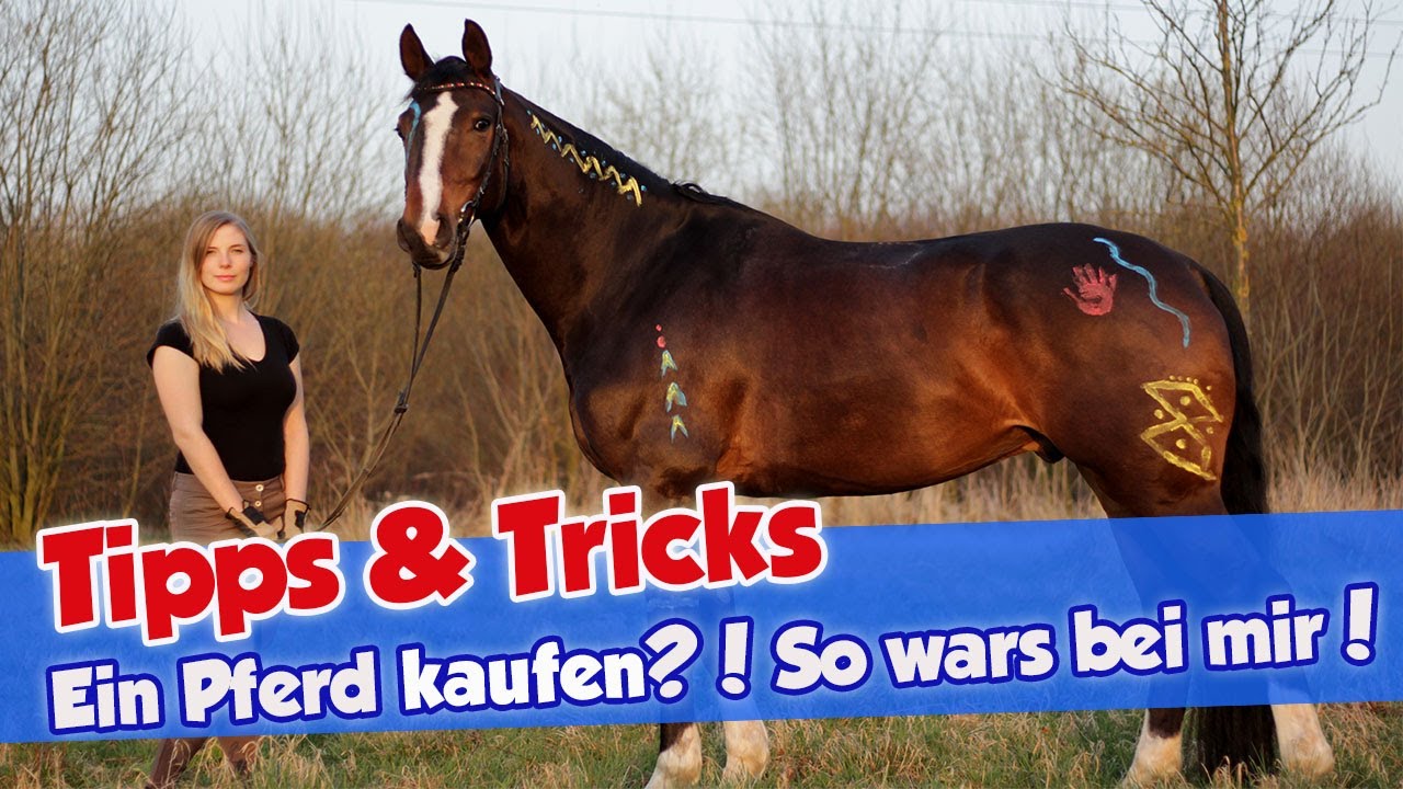 Pferde Gnstig Kaufen Bis 1000 Euro
