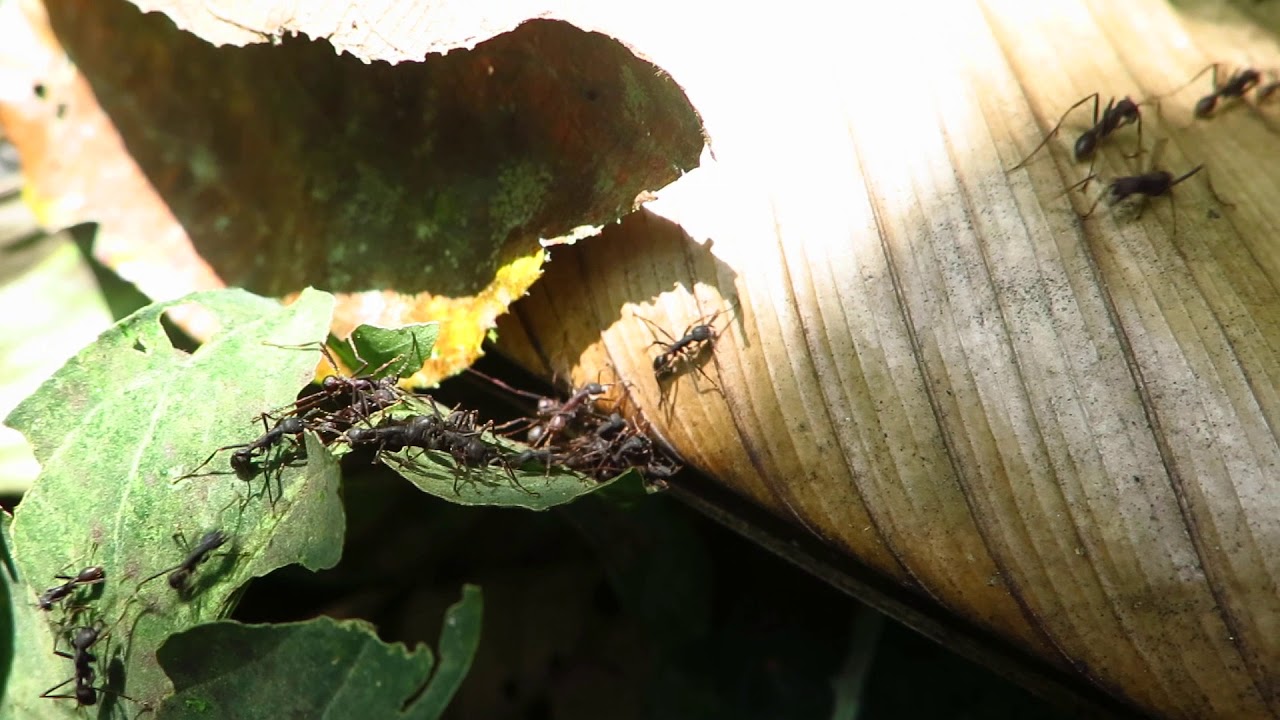 Army Ants in the rainforest floor of osa península - YouTube