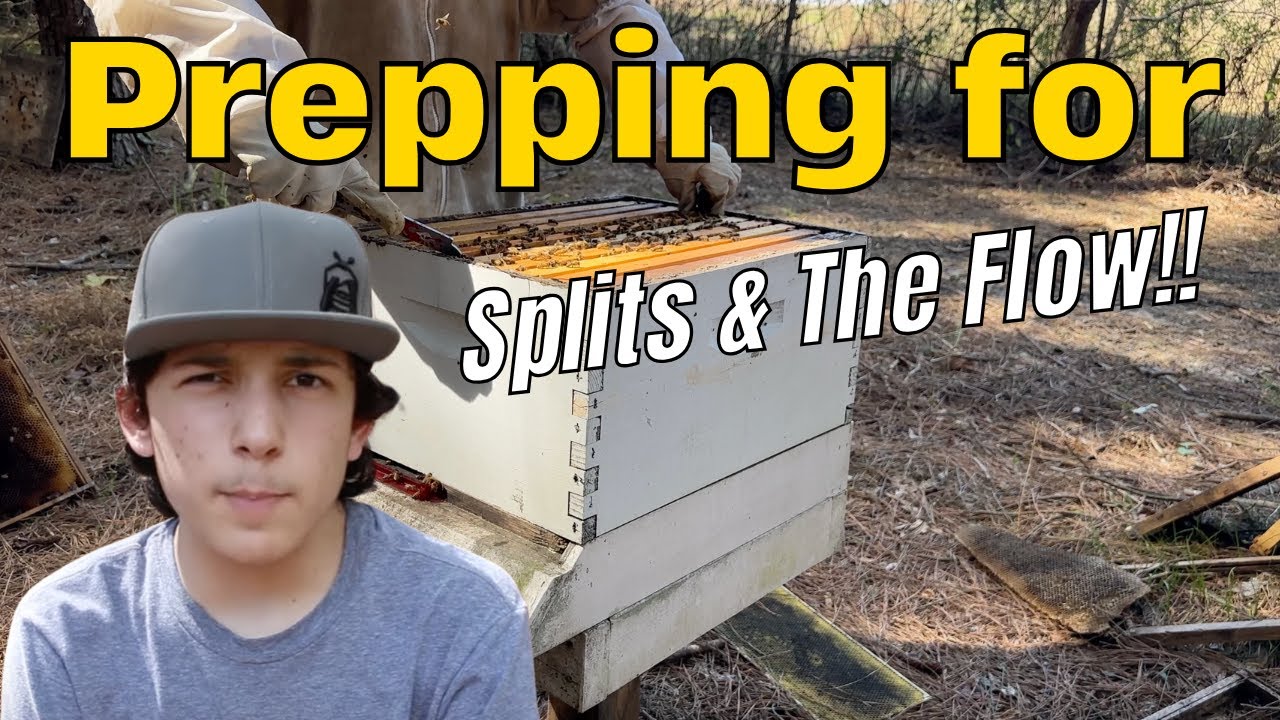 Prepping for Splits & The Flow | Caught a Queen Laying an Egg on Camera!!!! - YouTube