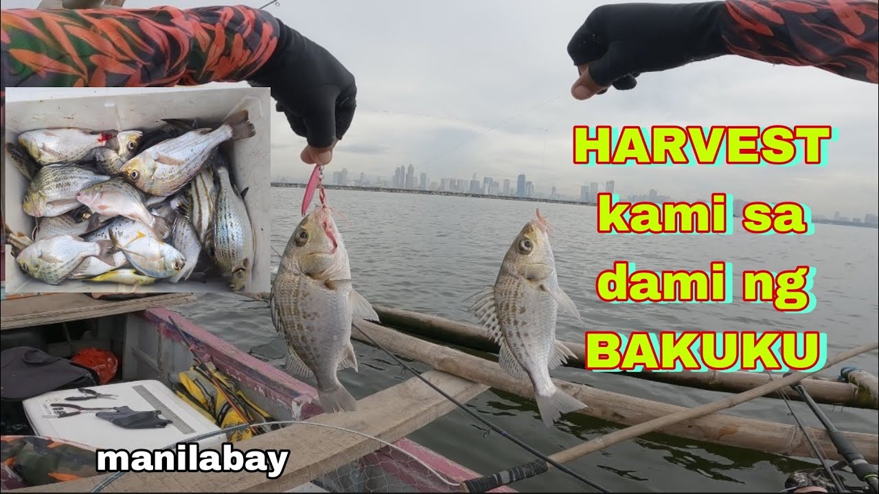 NATAGPUAN namin ang mga BAKUKU harvest kami sa dami/MANILABAY - YouTube