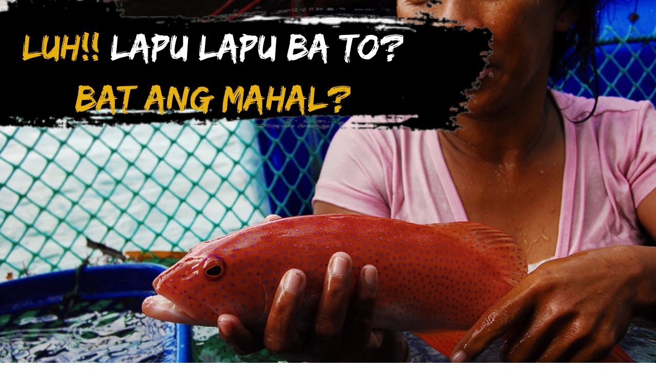 10 PINAKA MAHAL NA ISDA NA NAIBENTA SA MERKADO - YouTube