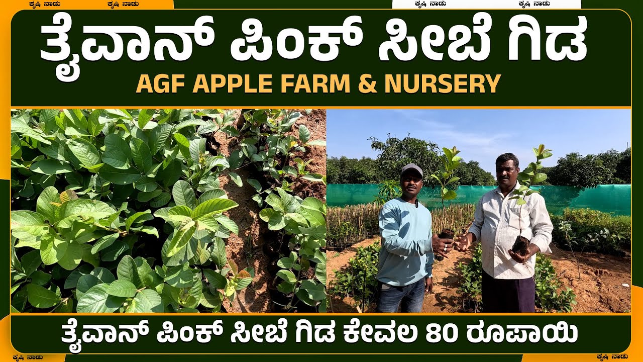 ತೈವಾನ್ ಪಿಂಕ್ ಸೀಬೆ ಗಿಡ | AGF APPLE FARM & NURSERY #krishinaadu - YouTube