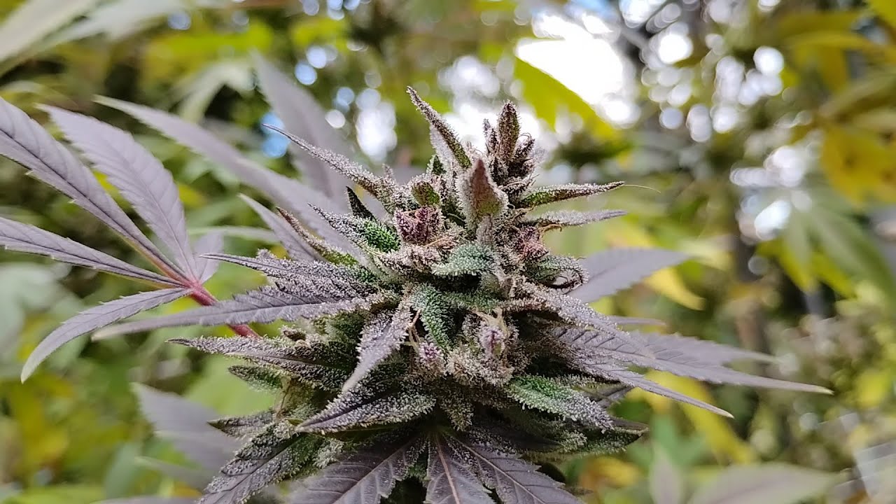 Closing In On The Season's End 😢 Pineapple Gas, Nuclear Nightmarez, and ...