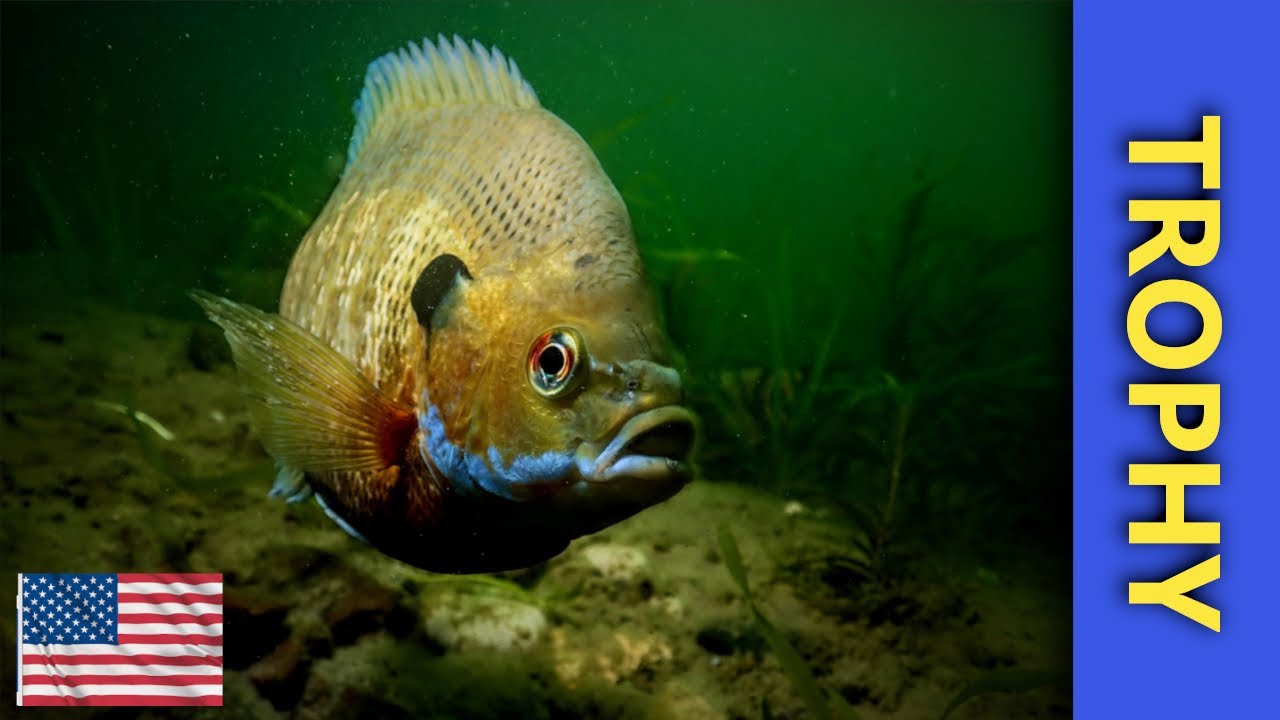 TROPHY Bluegill (488gr) - USA: "Thousand Islands" | Fisher Online - YouTube