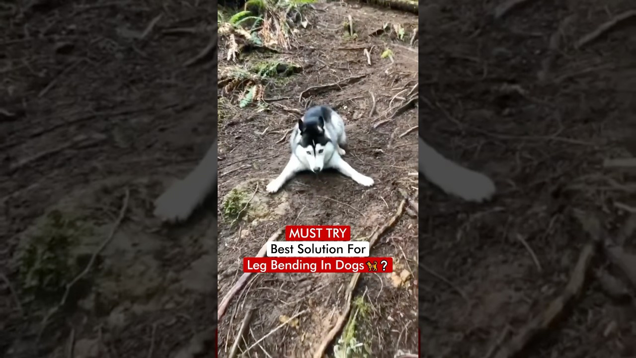 Must Try ️ Best Solution For Leg Bending In Dogs 🦮 - YouTube