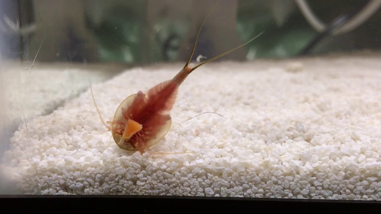 Triops eating pieces of carrots - YouTube
