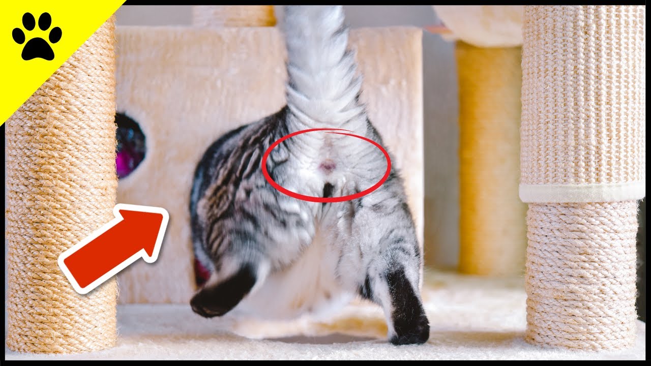 The Secret Behind Why Cats Show Their Butt (Unexpected Answer) - YouTube