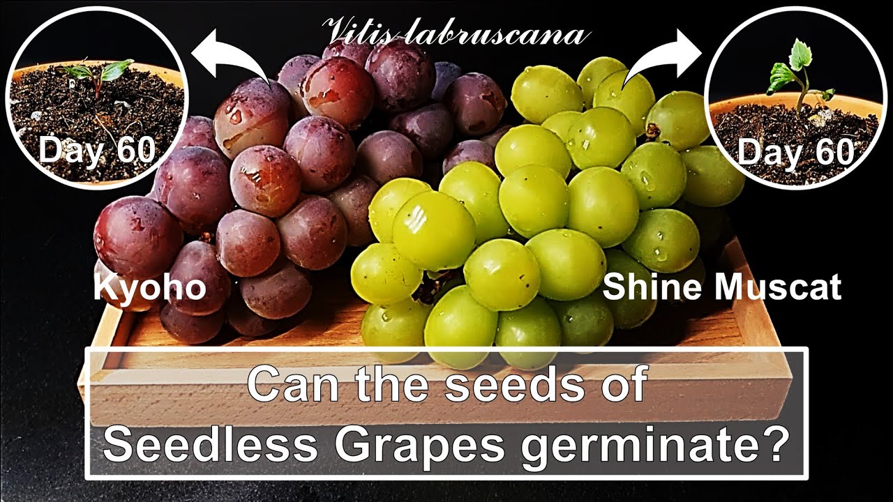 Can the seeds of seedless Grapes germinate?｜Grow Hybrid Grape｜How to ...