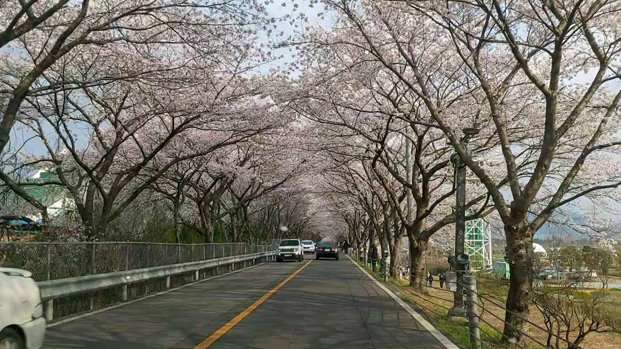 황산park lucky drive 벗꽃tunnel 주행 - YouTube