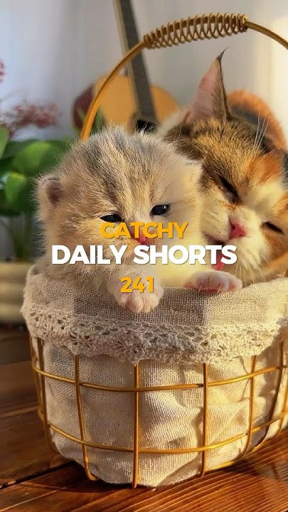 Daily Short 241 🐱 #cute #cat #kitten #meow #catvideos #catshorts #funnycats #kucing - YouTube