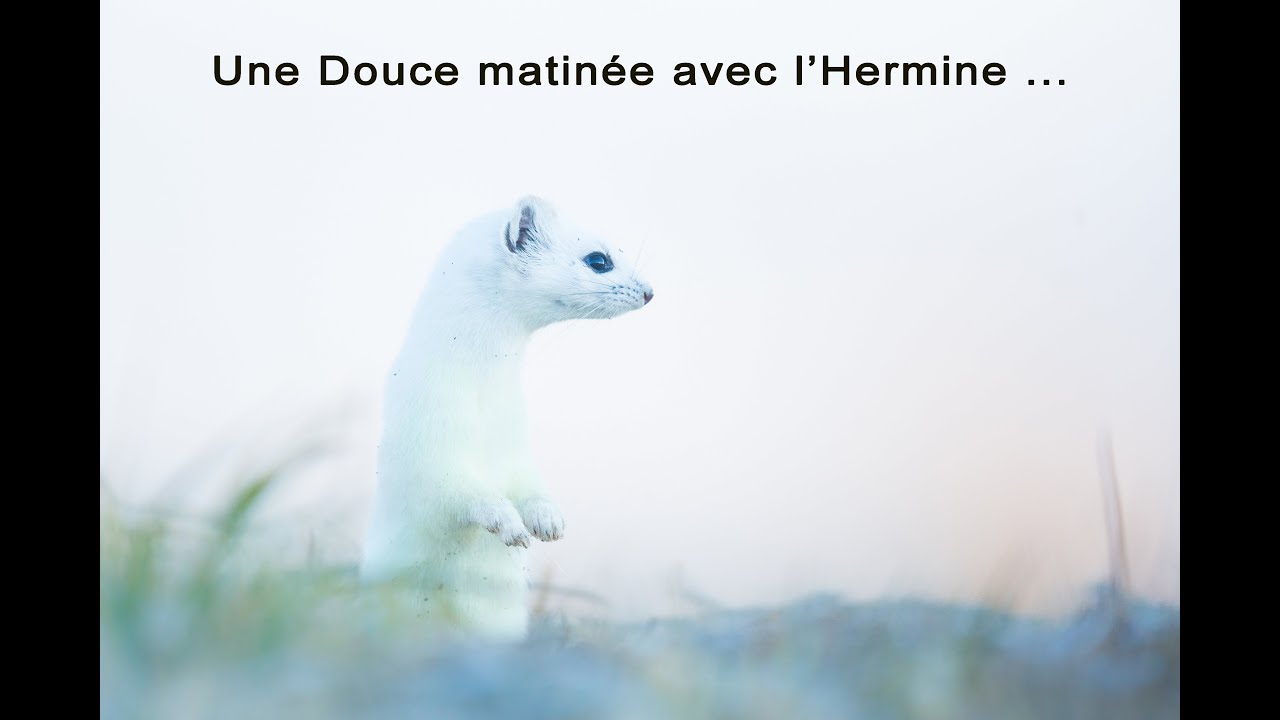 📽️📸 Une Douce Matinée avec L'Hermine 📽️📸 - YouTube
