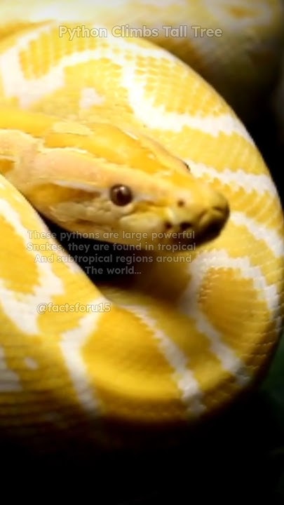 Reticulated Python Climbing Coconut Tree | #shorts #sciencefacts # ...