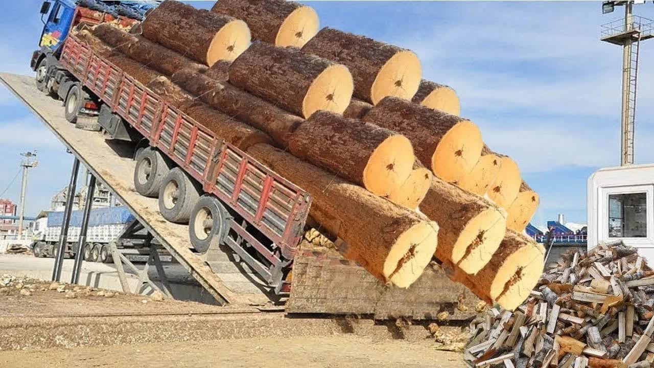 Incredible technique Cutting Big Tree Men Extreme skillful workers ...