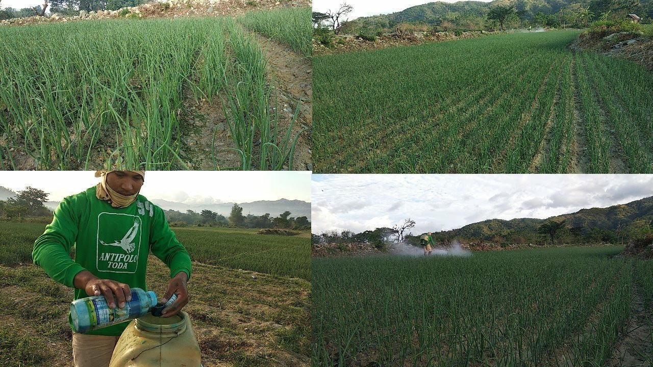 transplanting mag apply fortuna blue fungicide & perfekthion 40 EC ...