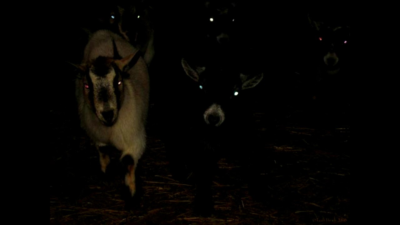 Berserk Goat Video - YouTube
