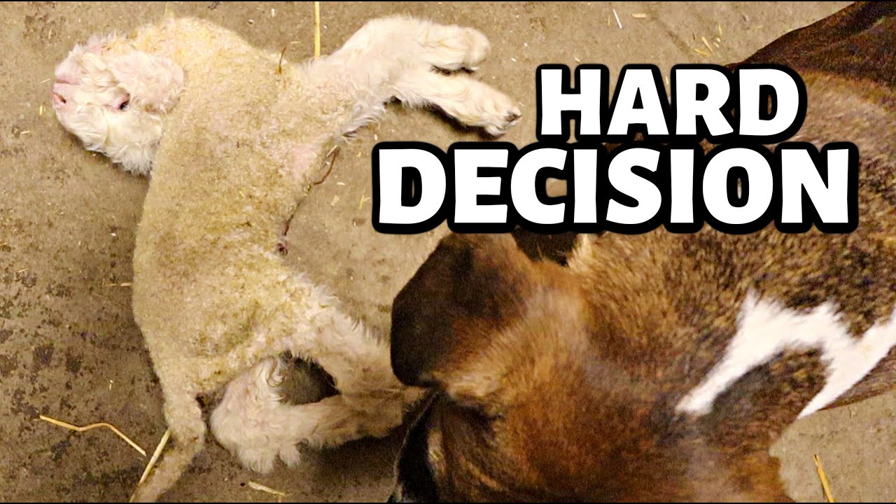 It was a HARD decision, but our DEFORMED lamb needed put down.😔 ...