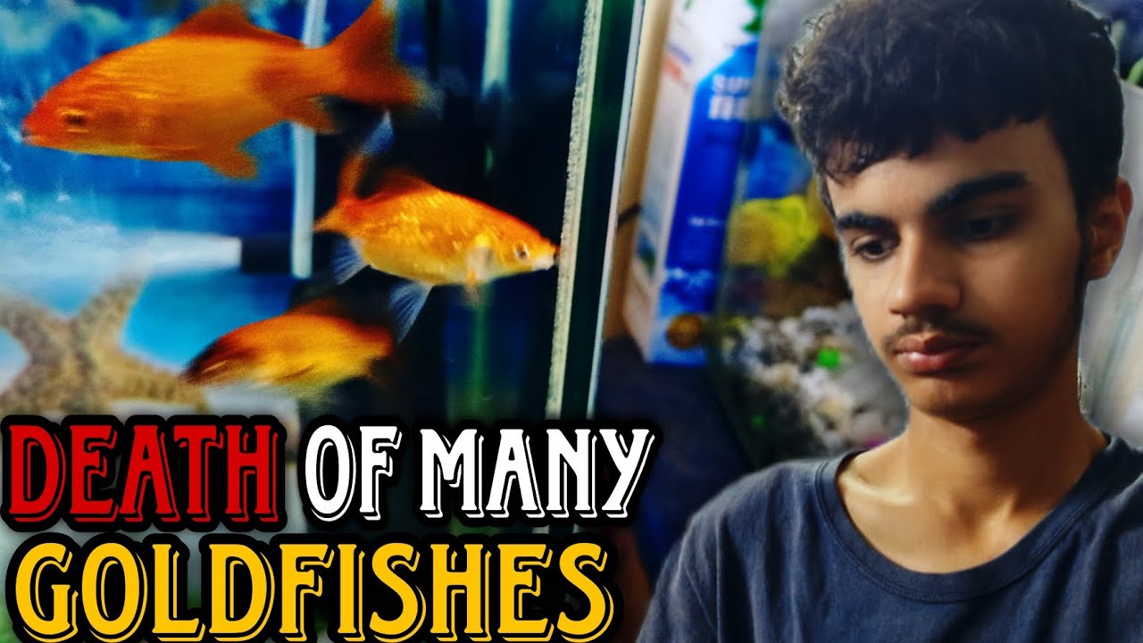 Death of many Goldfishes but why┃#subscribe #megaquarium #aquarium # ...