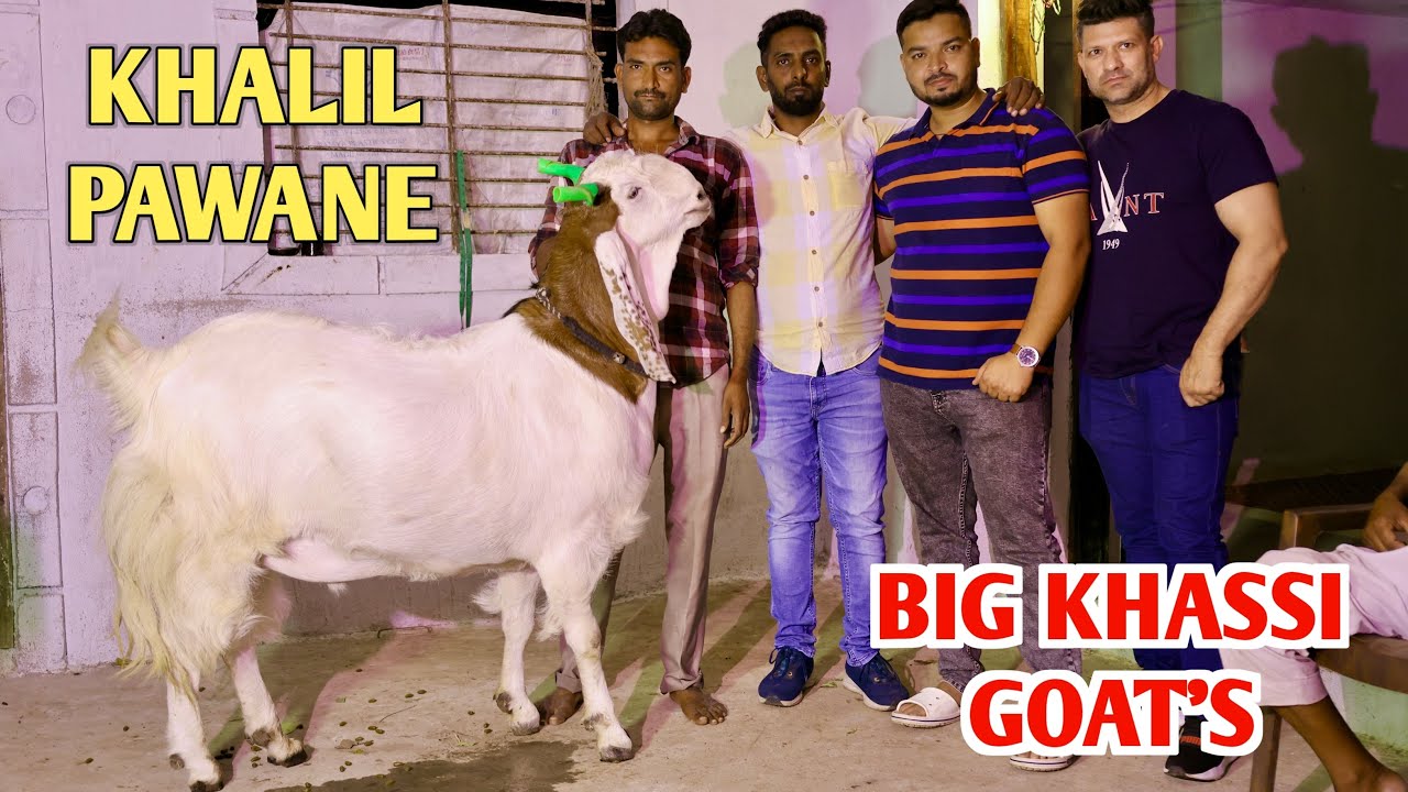Big Khassi Goat At Khalil Pawane YK Goat’s - YouTube